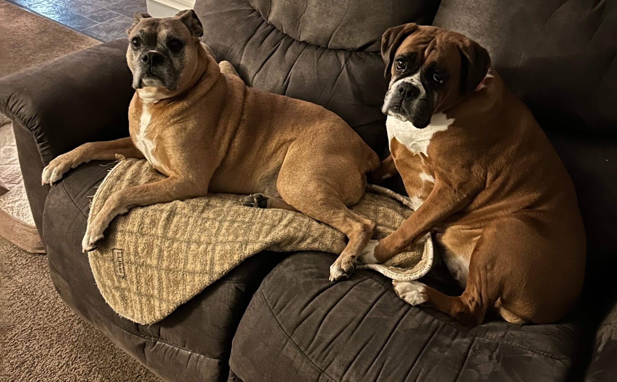 Boxer Dog Adoption - 5 Proven Keys - discoverboxerdogs.com